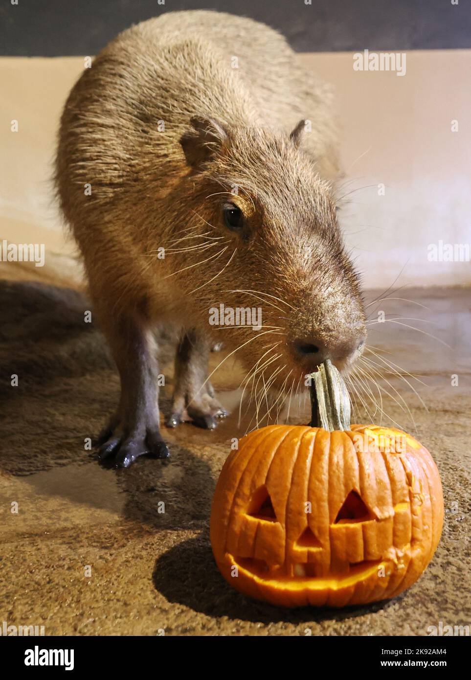 Tokyo, Japan. 25th Oct, 2022. A capybara eats a jack-o-lantern at a ...