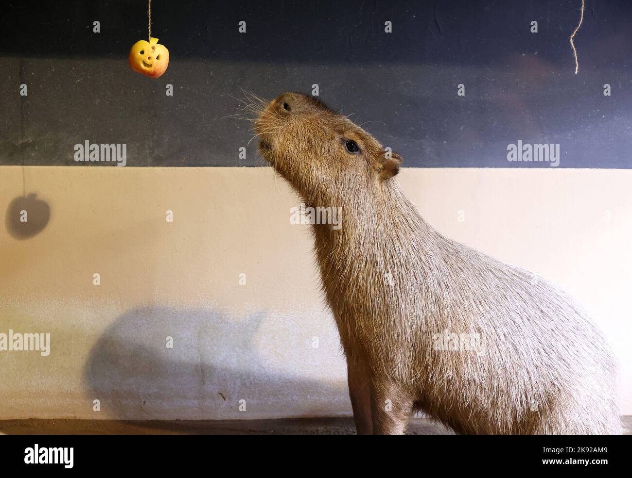 Tokyo, Japan. 25th Oct, 2022. A capybara eats a jack-o-lantern shaped ...