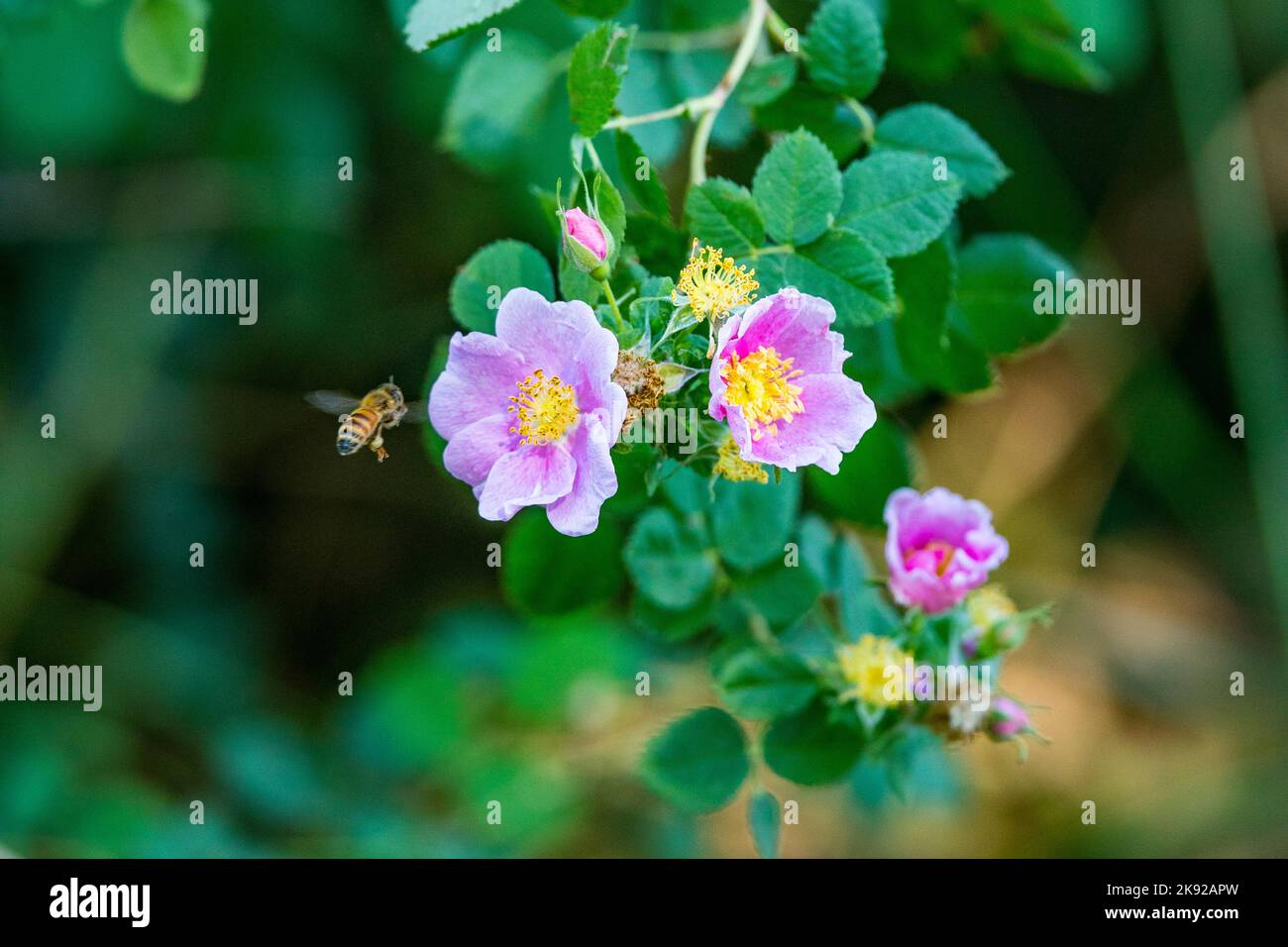 California Wild Rose (Rosa Californica) in October 2022 at the San ...