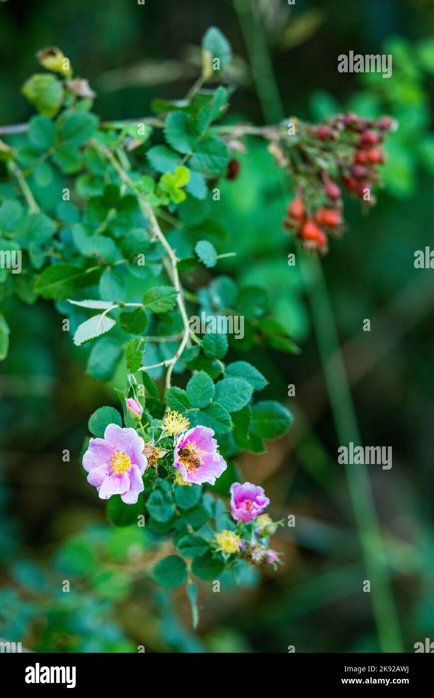 California Wild Rose (Rosa Californica) in October 2022 at the San ...