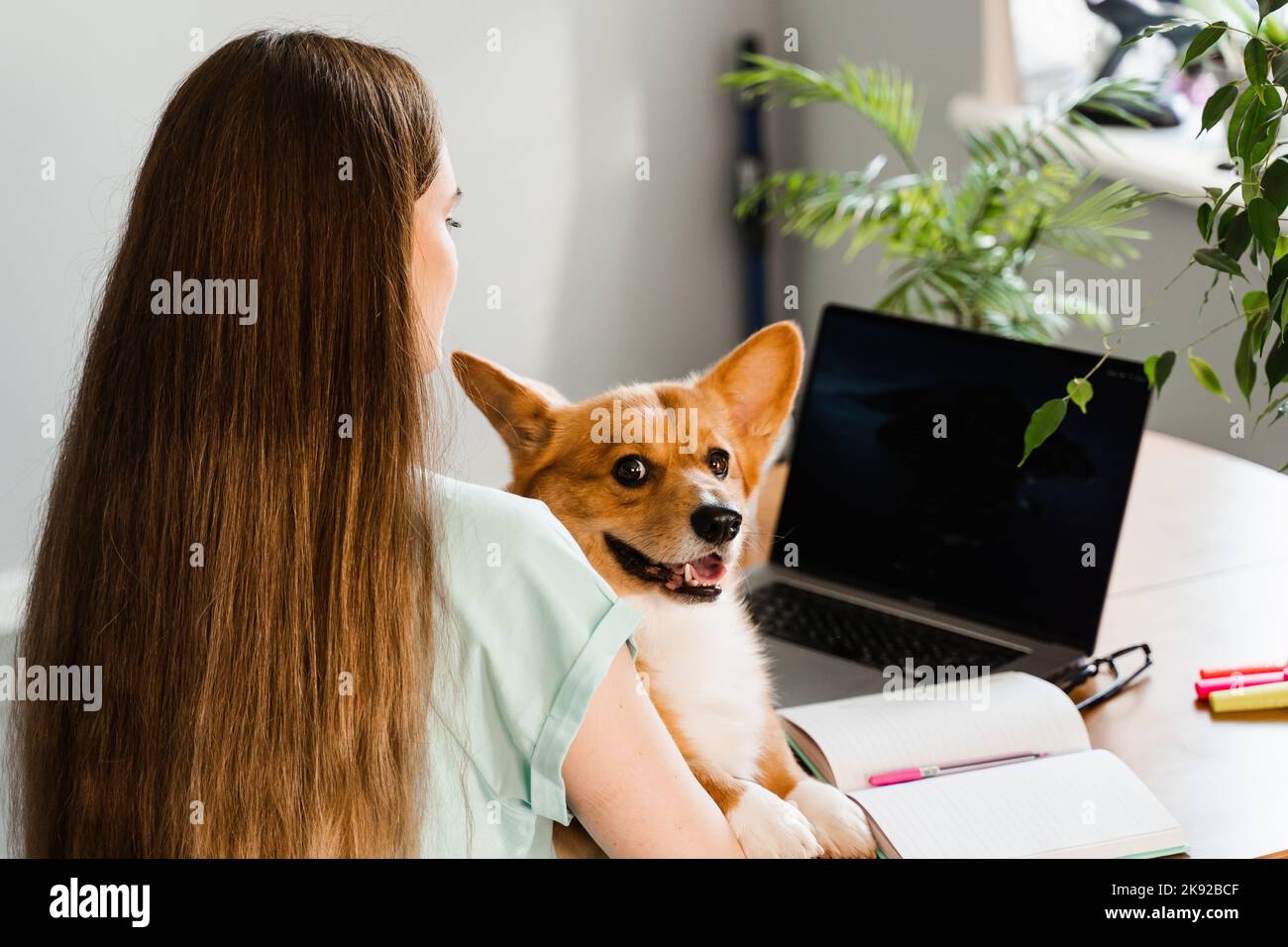 Distance education. Girl student with laptop study online with her lovely Corgi dog at home ...