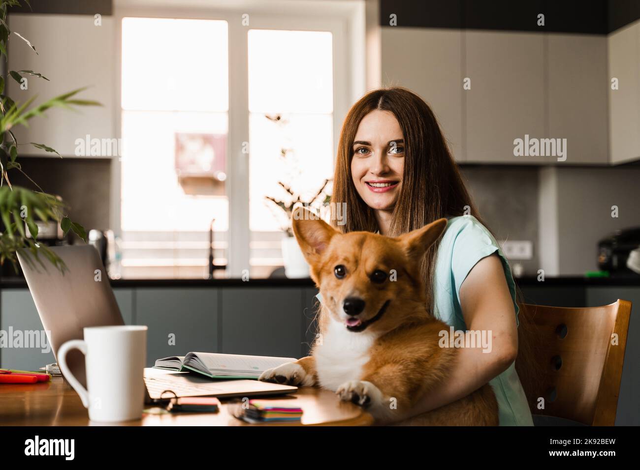 Girl working online on laptop with Corgi dog at home. Welsh Corgi ...