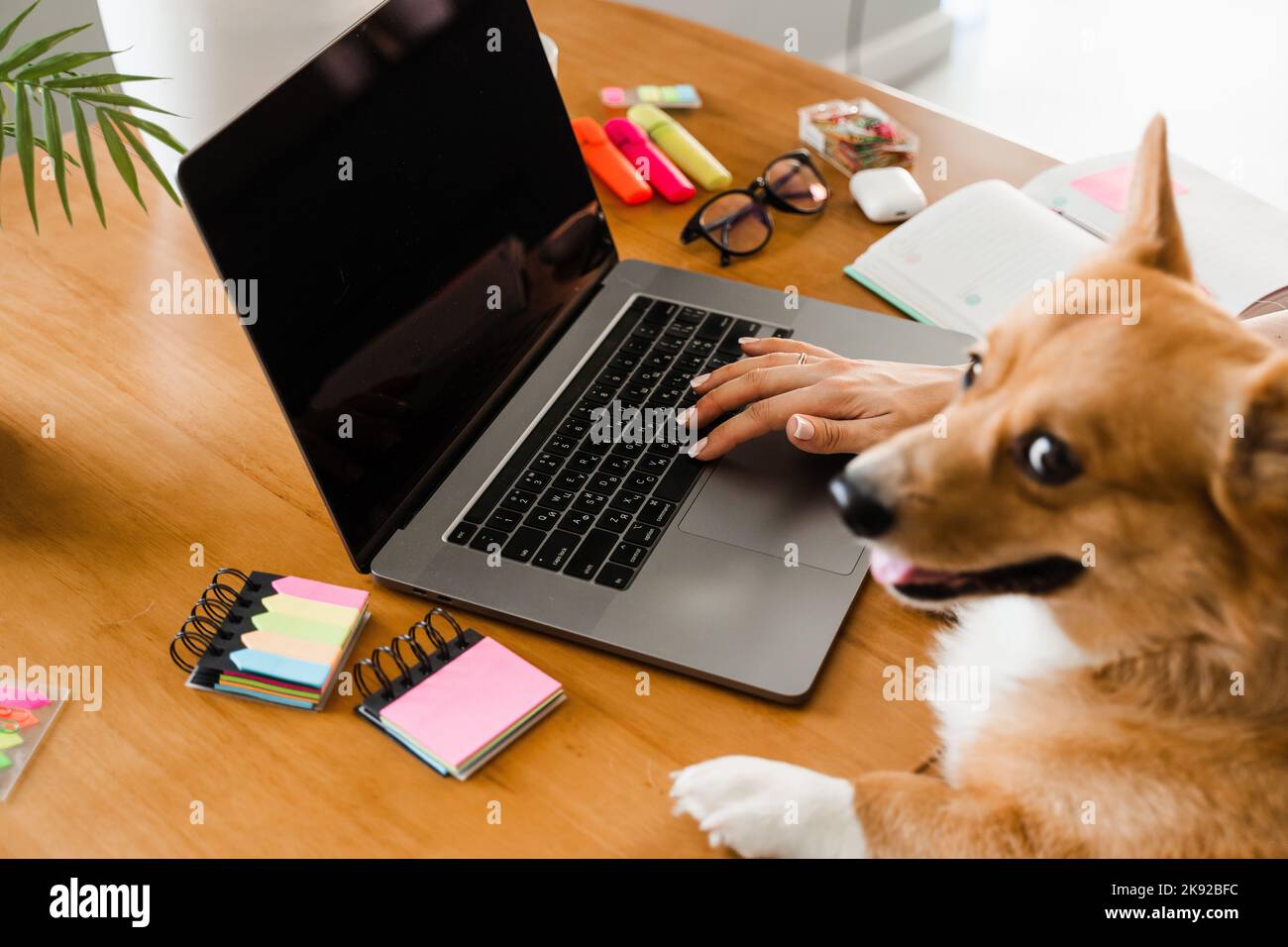 Business woman with Corgi dog working online on laptop and typing text ...