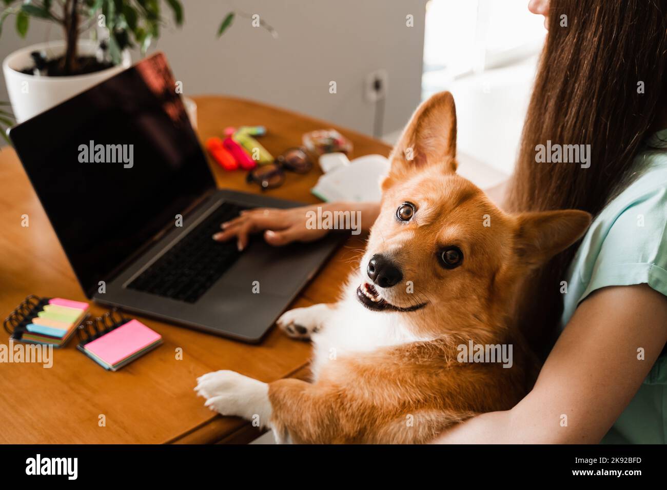 Business woman with Corgi dog working online on laptop and typing text ...