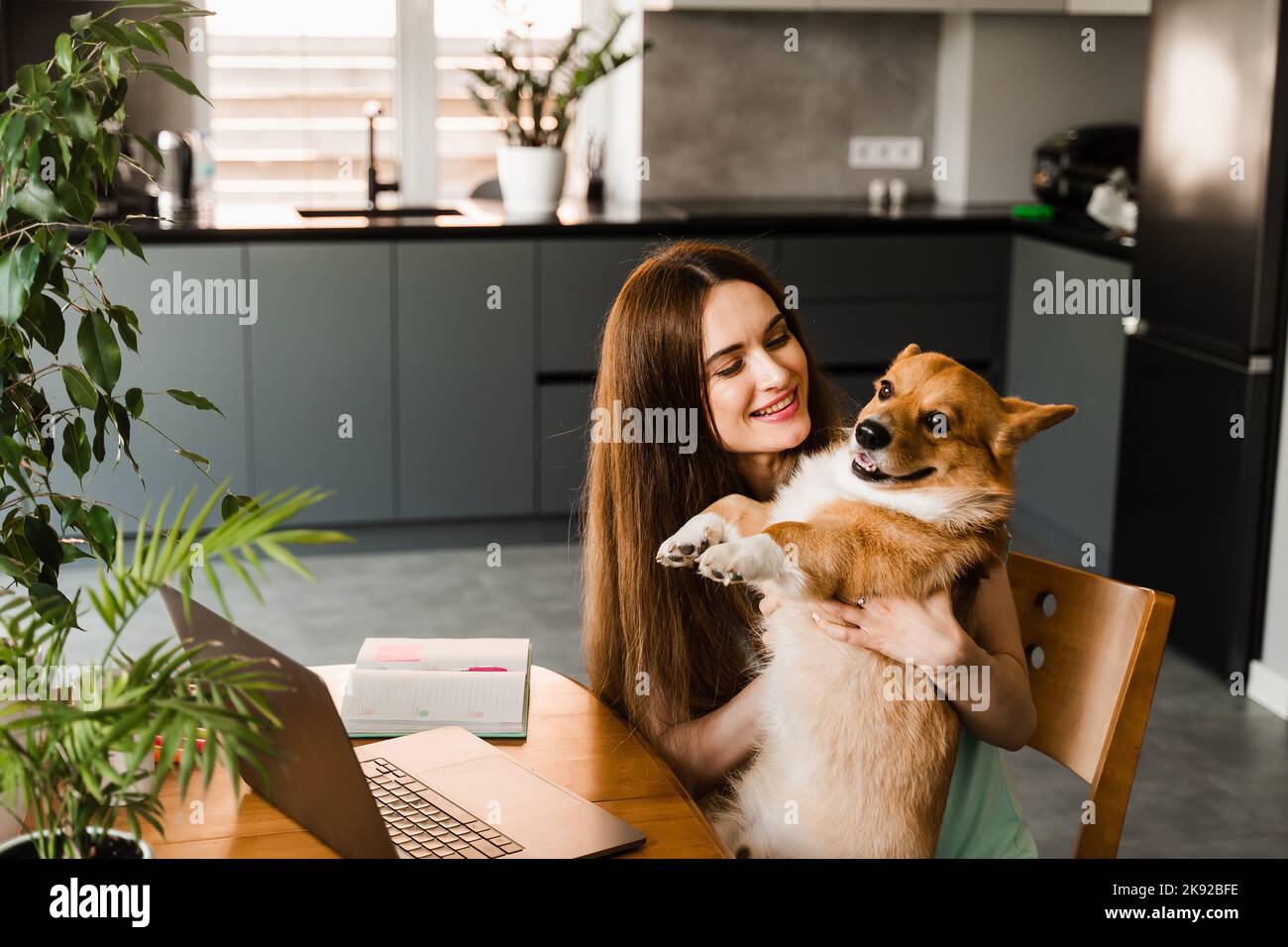 Girl with laptop smile and play with Corgi dog at home. Programmer ...