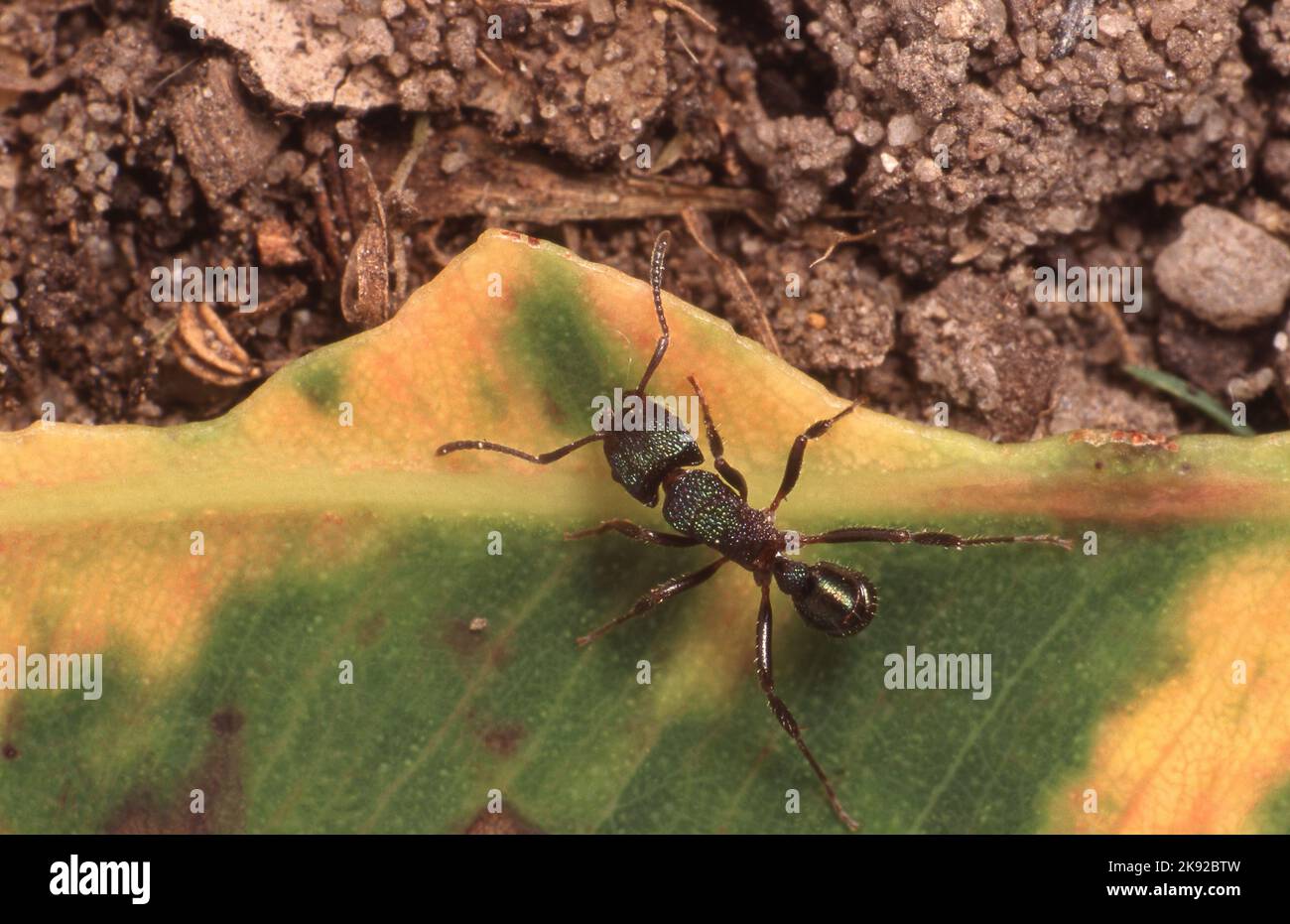 Green head ant and australia hi-res stock photography and images - Alamy