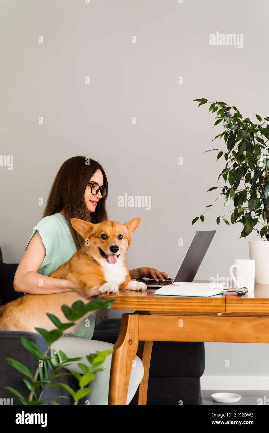 Business woman in glasses working on laptop online and hug Corgi dog ...