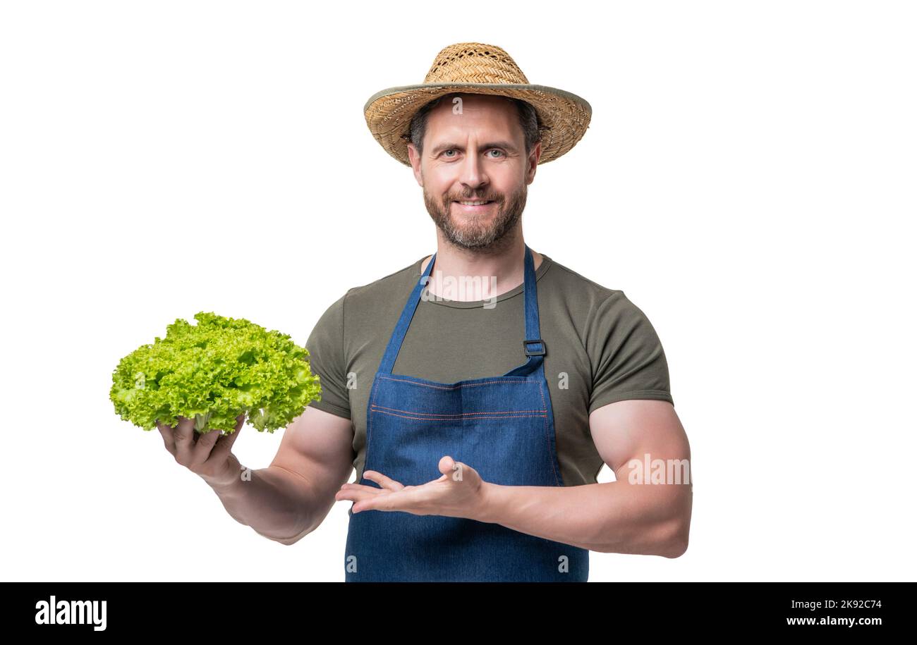 man in apron and hat presenting lettuce vegetable isolated on white ...