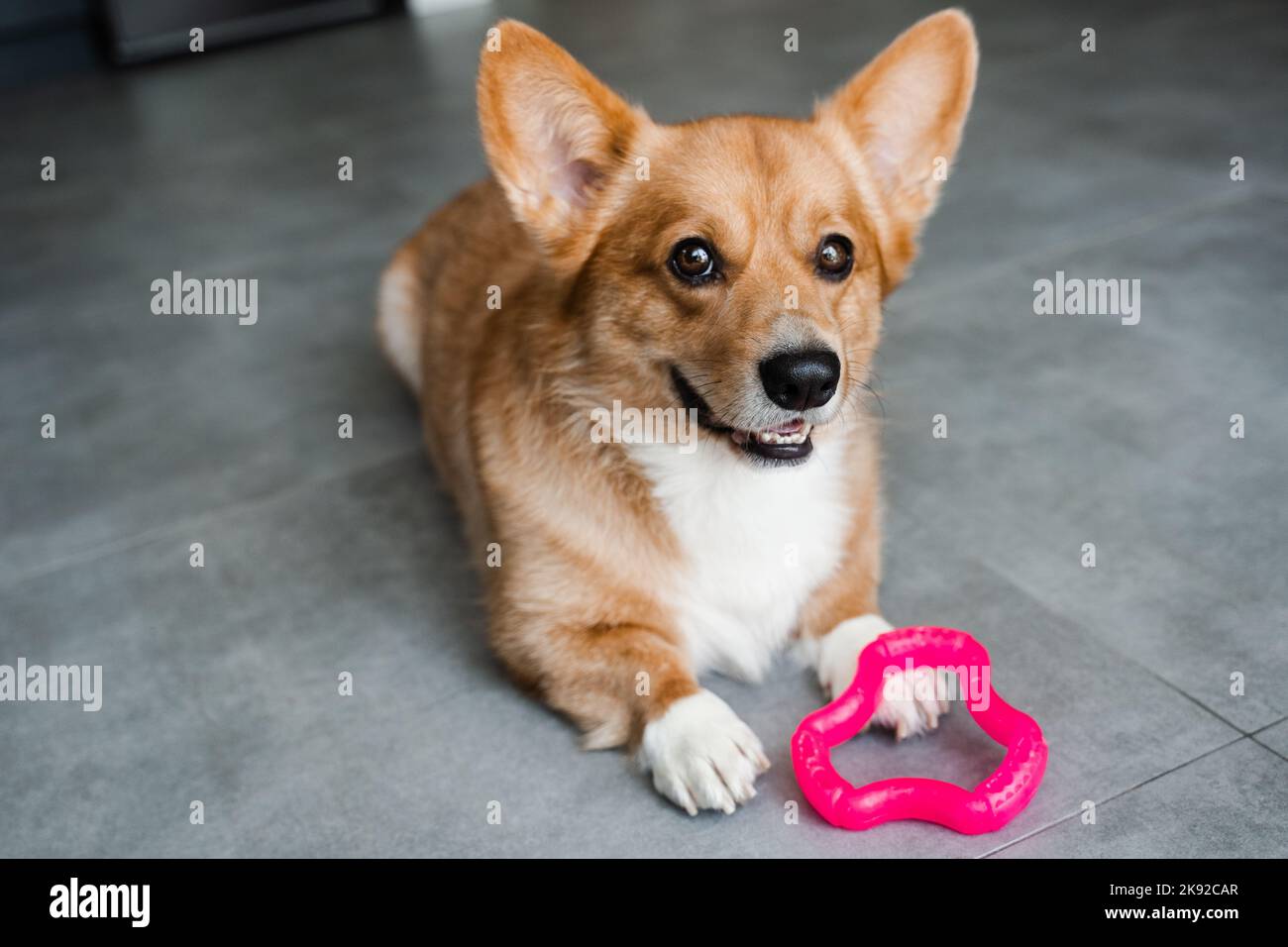Playful Welsh Corgi Pembroke dog ready to play with his toy at home ...