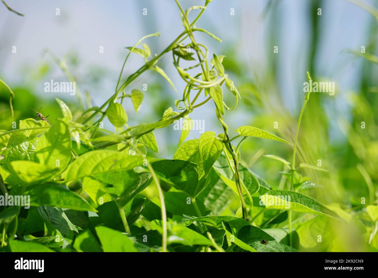 Paederia foetida (Also called skunkvine, stinkvine, gembrot, sembukan ...