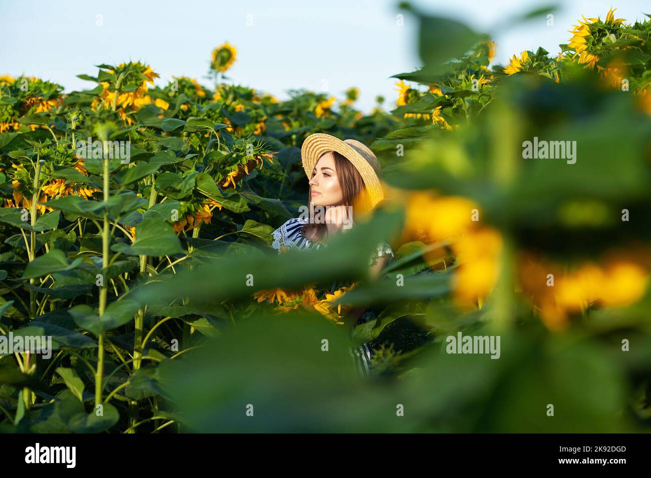 Attractive young woman model posing in field of sunflowers Stock Photo ...