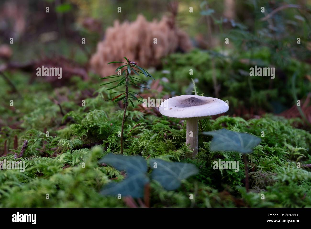 Violet wild mushrooms in the forest. Autumn woodland detail Stock Photo ...