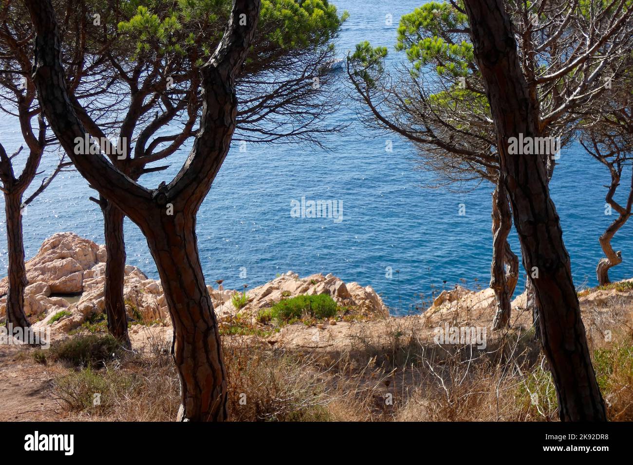 trees near the sea on the costa brava in the mediterranean sea ...