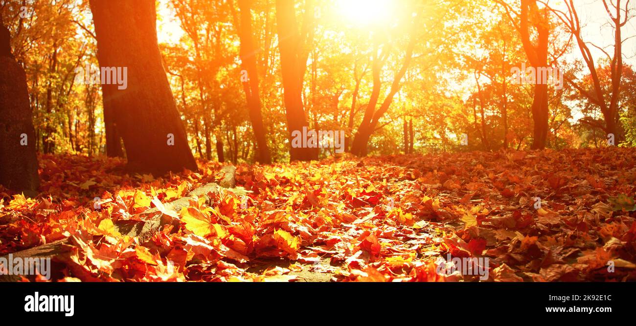 Beautiful autumn background with yellow and red leaves Stock Photo - Alamy