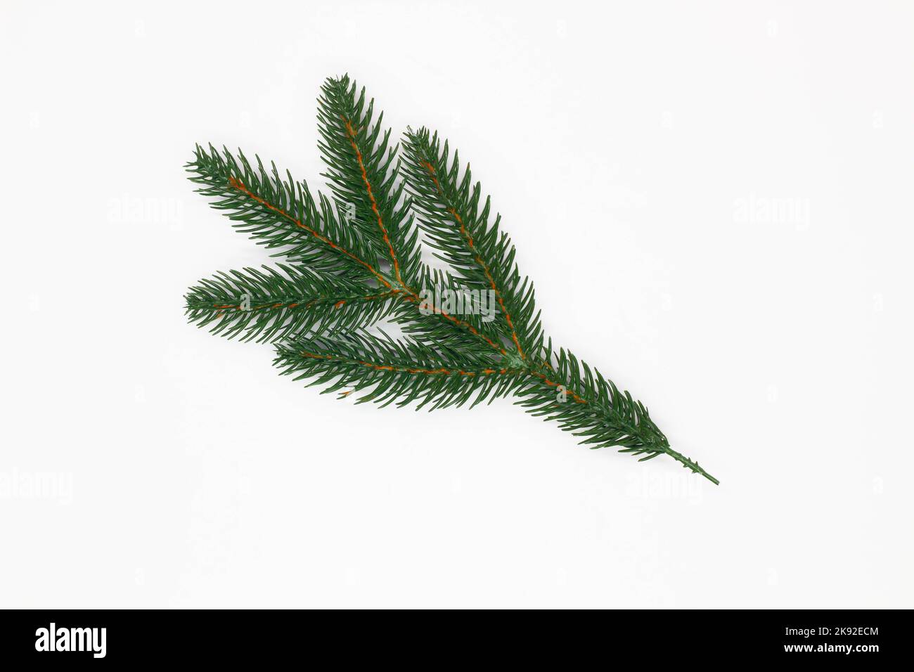 Macro view fir tree Cut Out Stock Images & Pictures - Alamy