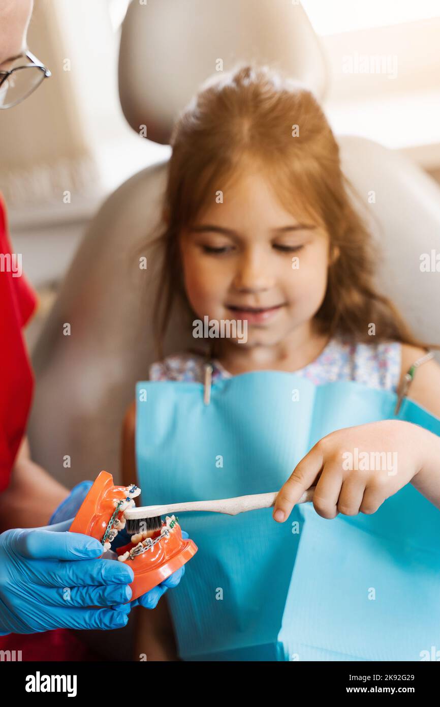 Jaw anatomical model teeth brushing close-up. Pediatric dentist ...