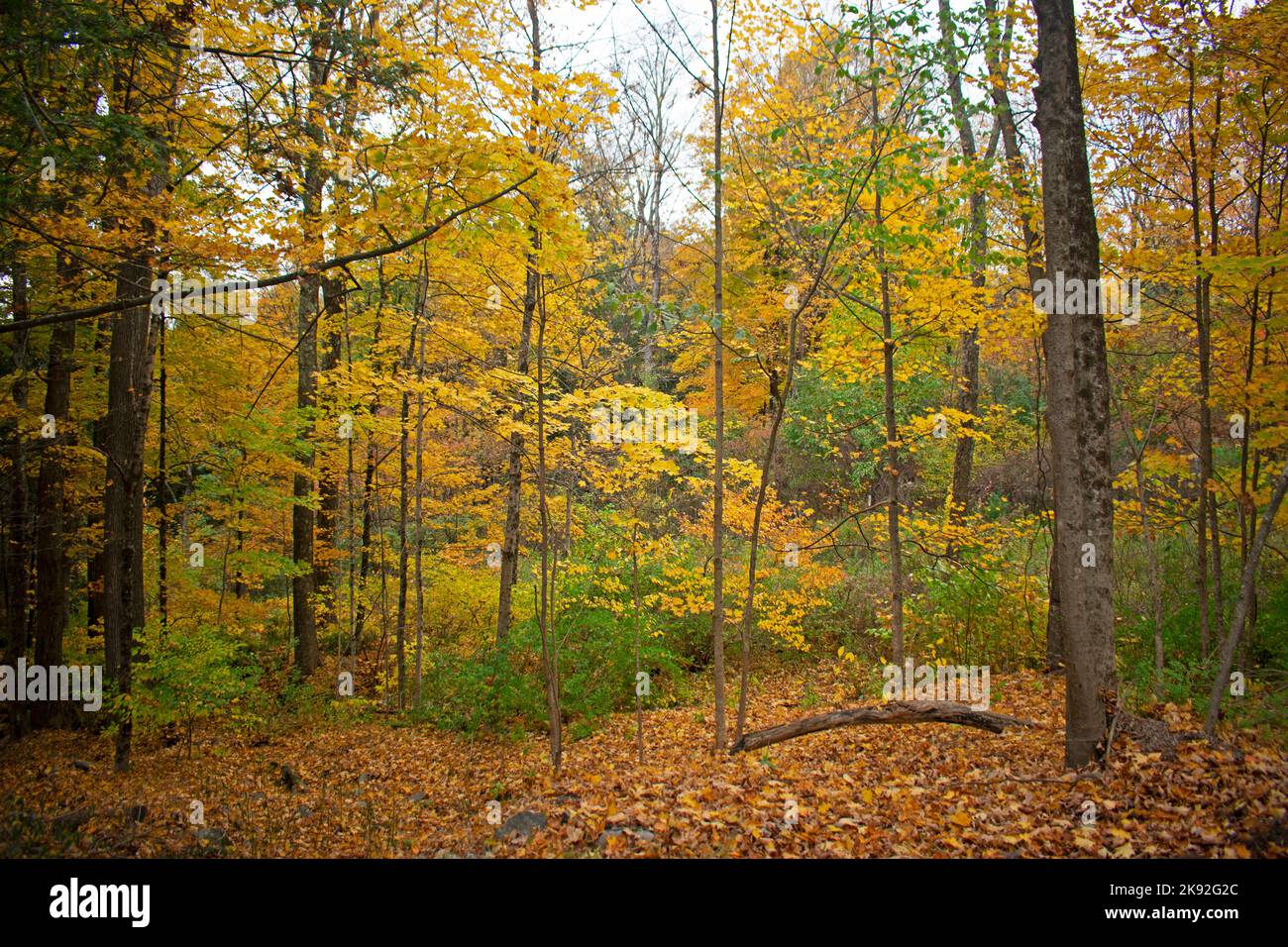 Autumn foliage colors are at their peak at the Pocono mountains at ...