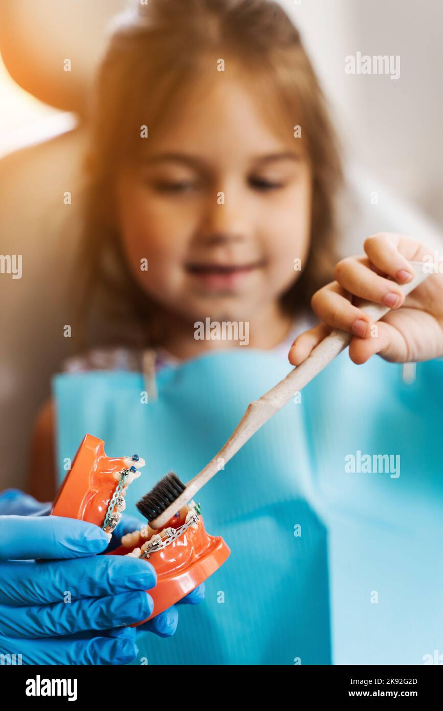 Jaw anatomical model teeth brushing close-up. Pediatric dentist ...