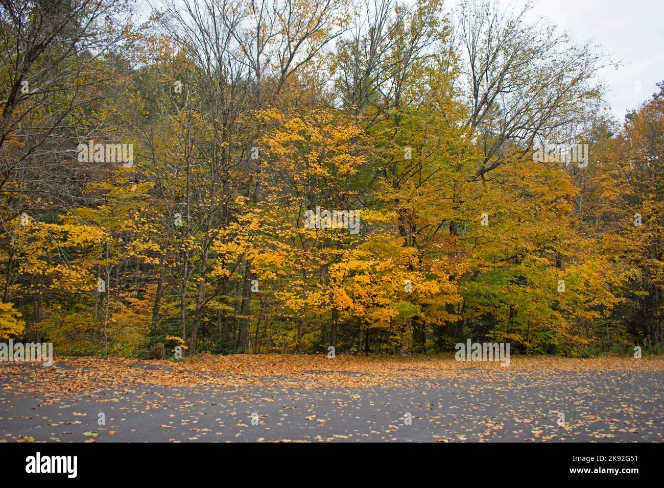 Autumn foliage colors are at their peak at the Pocono mountains at ...