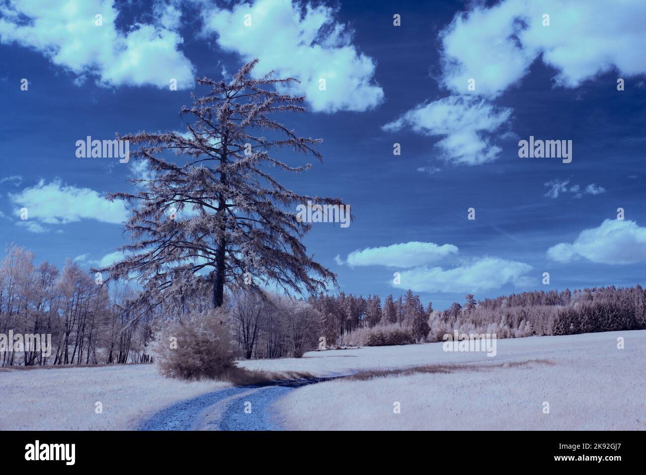Infrared 720nm landscape with glowing white vegetation, surreal ...
