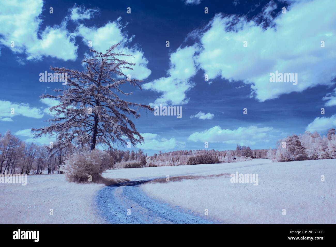 Infrared 720nm landscape with glowing white vegetation, surreal ...