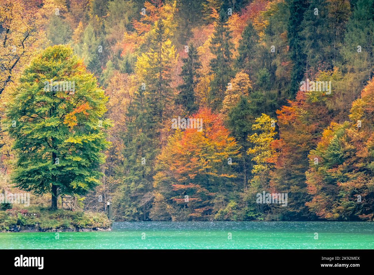 Autumn woodland of Konigsee lake in Berchtesgaden national park ...