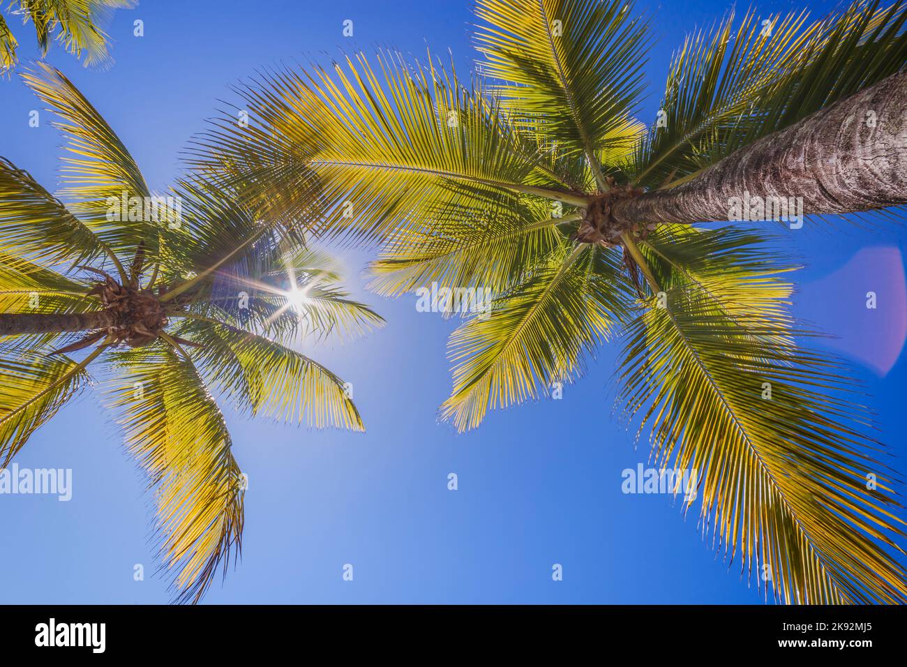 Tropical paradise: idyllic caribbean palm trees with sunbeam in Punta ...