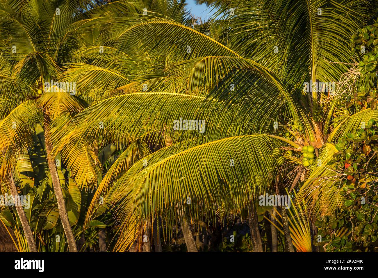 Tropical paradise: idyllic caribbean palm trees with sunbeam in Punta ...