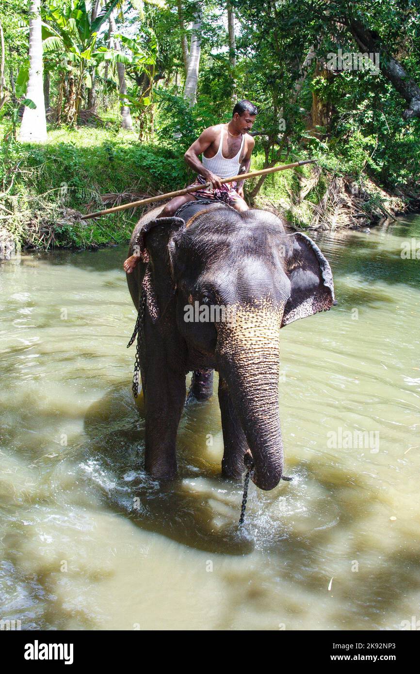 Jungle 2005 hi-res stock photography and images - Alamy