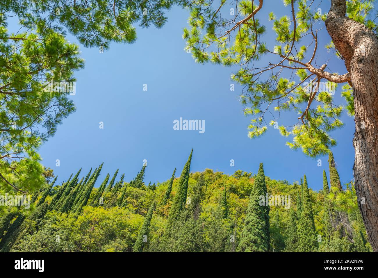 Cypresses in a row at springtime, relax landscape at sunset, Tuscany ...