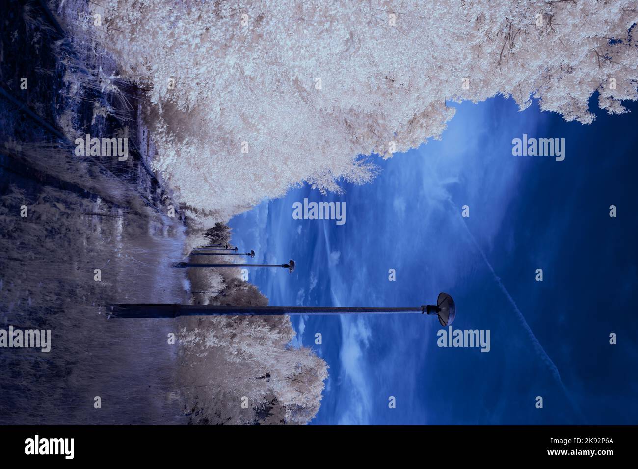 Infrared 720nm landscape with glowing white vegetation, surreal ...