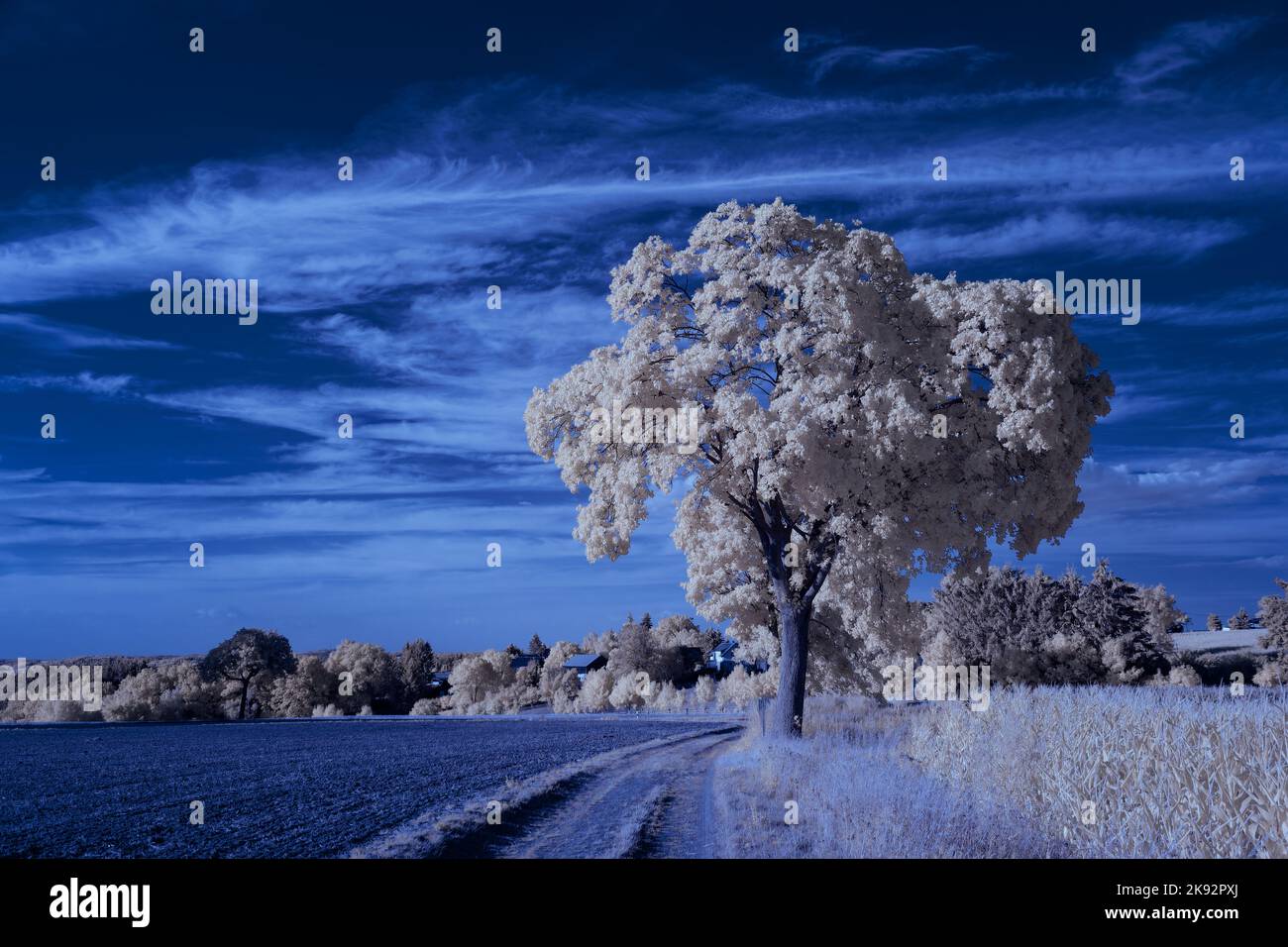 Infrared 720nm landscape with glowing white vegetation, surreal ...