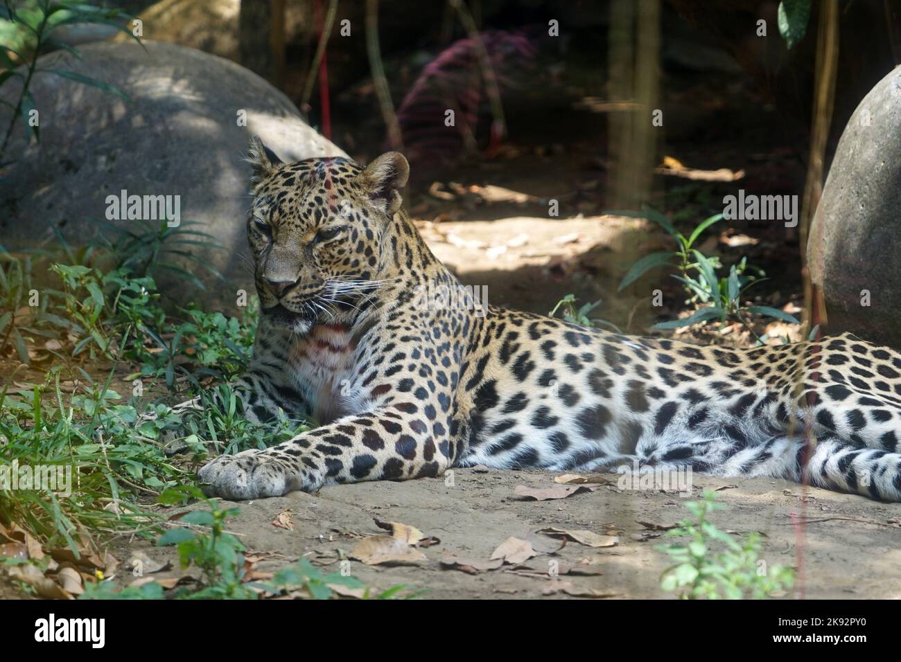 Macan tutul hi-res stock photography and images - Alamy