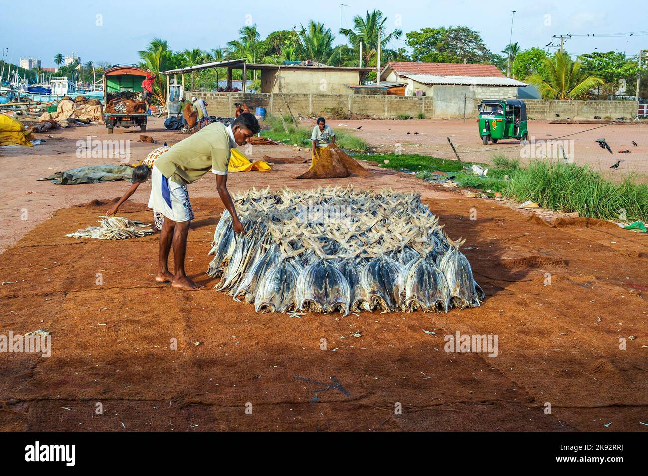 NEGOMBO, SRI LANKA - AUG 20, 2005: fisherman staples fish at the beach ...