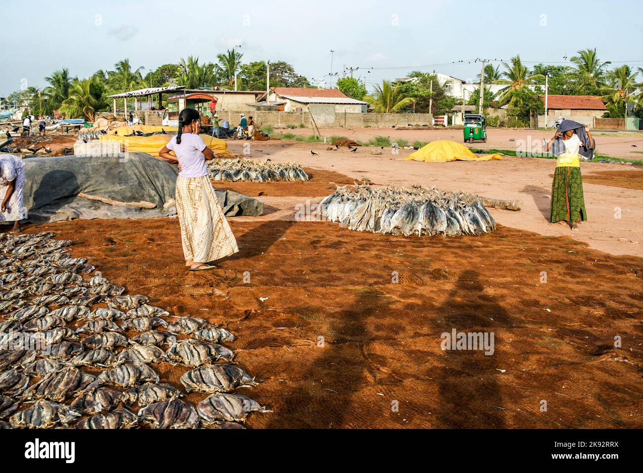 NEGOMBO, SRI LANKA - AUG 20, 2005: women staple fish at the beach in ...