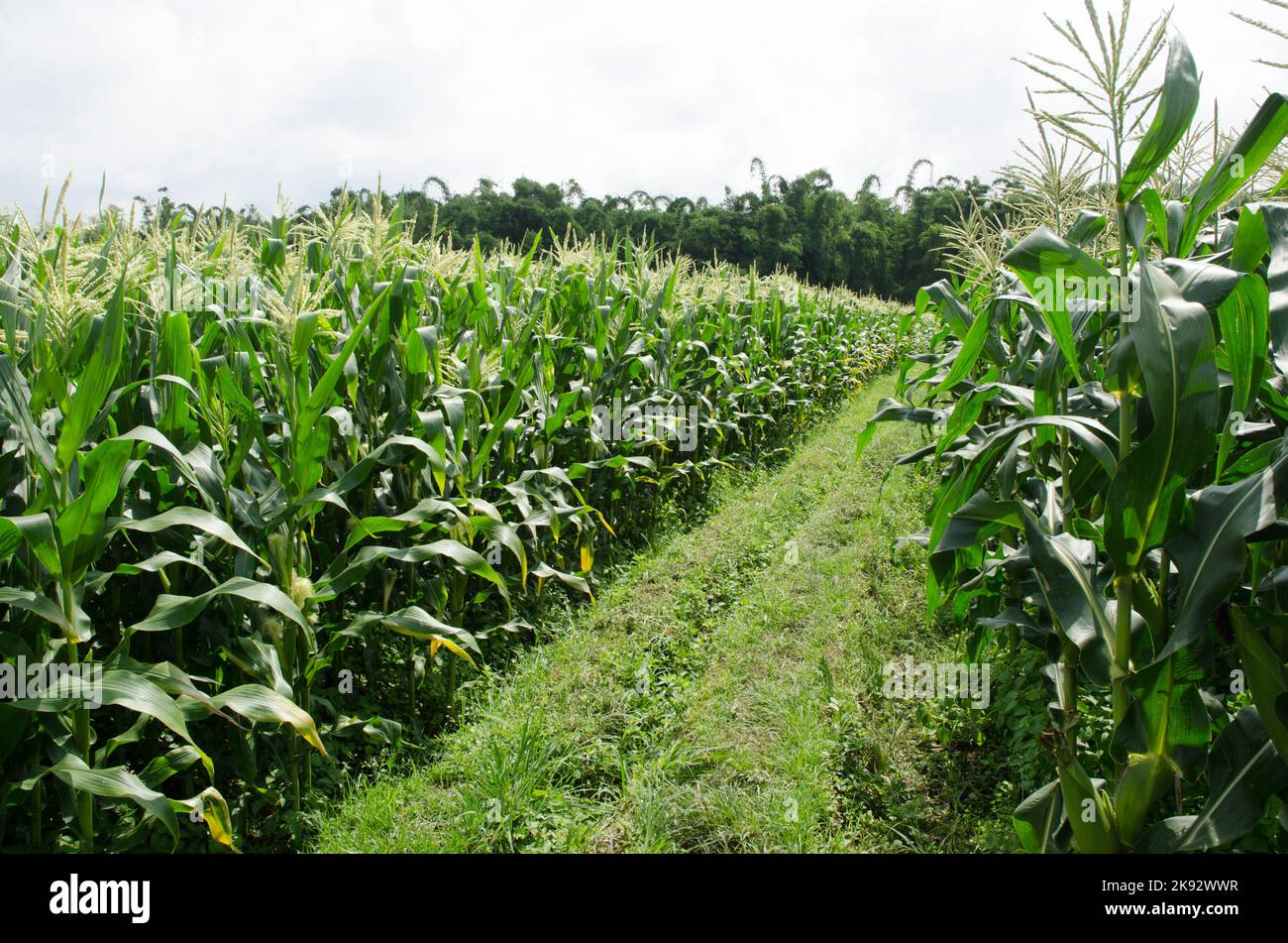corn plantation landscape at Batu, Malang, East Jva, Indonesia Stock ...