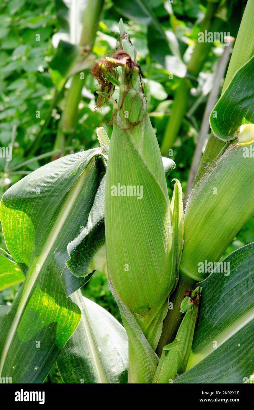 Corn cob growing in the farming field, in Batu, Malang, East Java ...