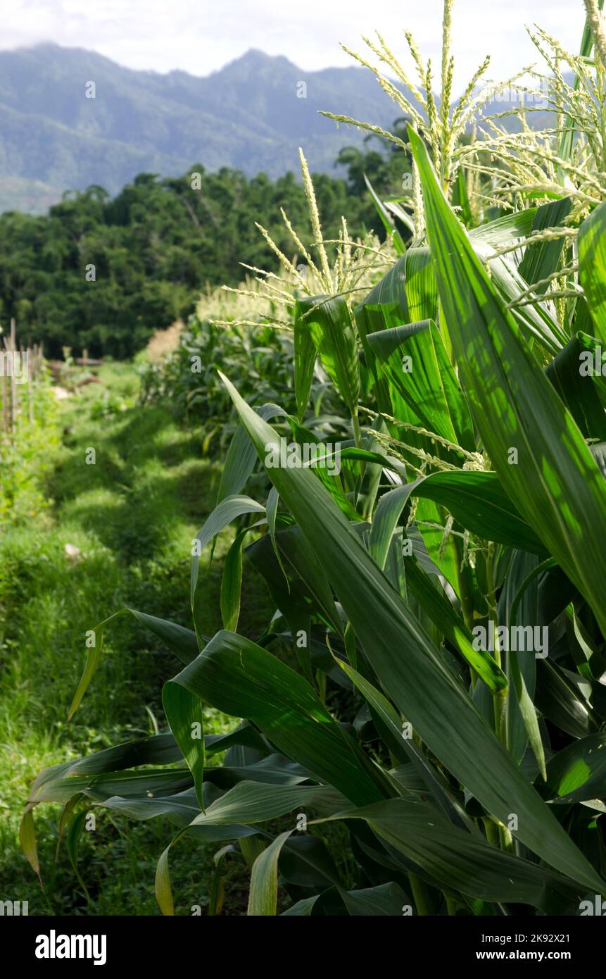 corn plantation landscape at Batu, Malang, East Jva, Indonesia Stock ...
