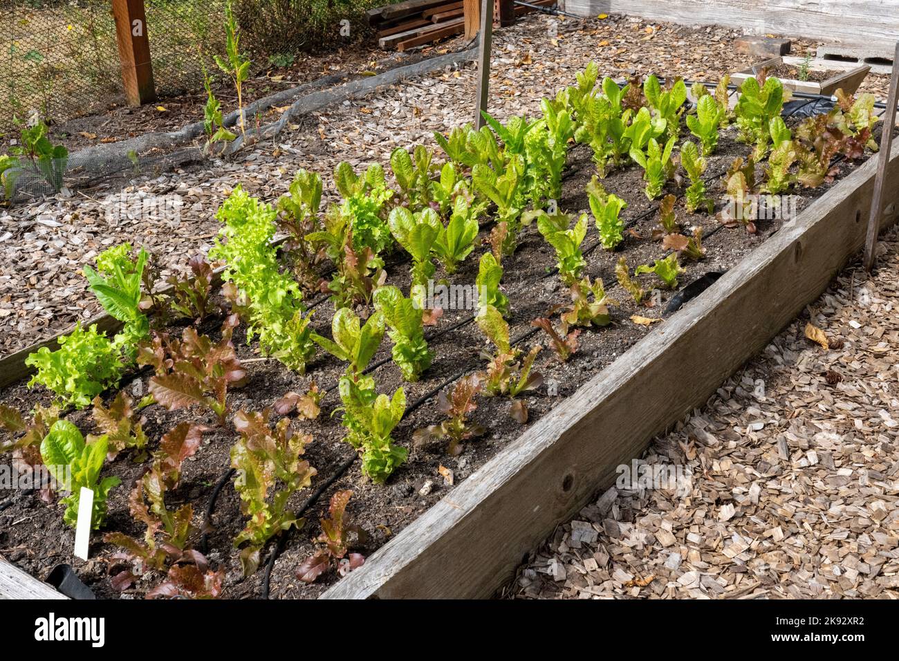 Port Hadlock, Washington, USA. Lettuce growing in a raised bed garden ...