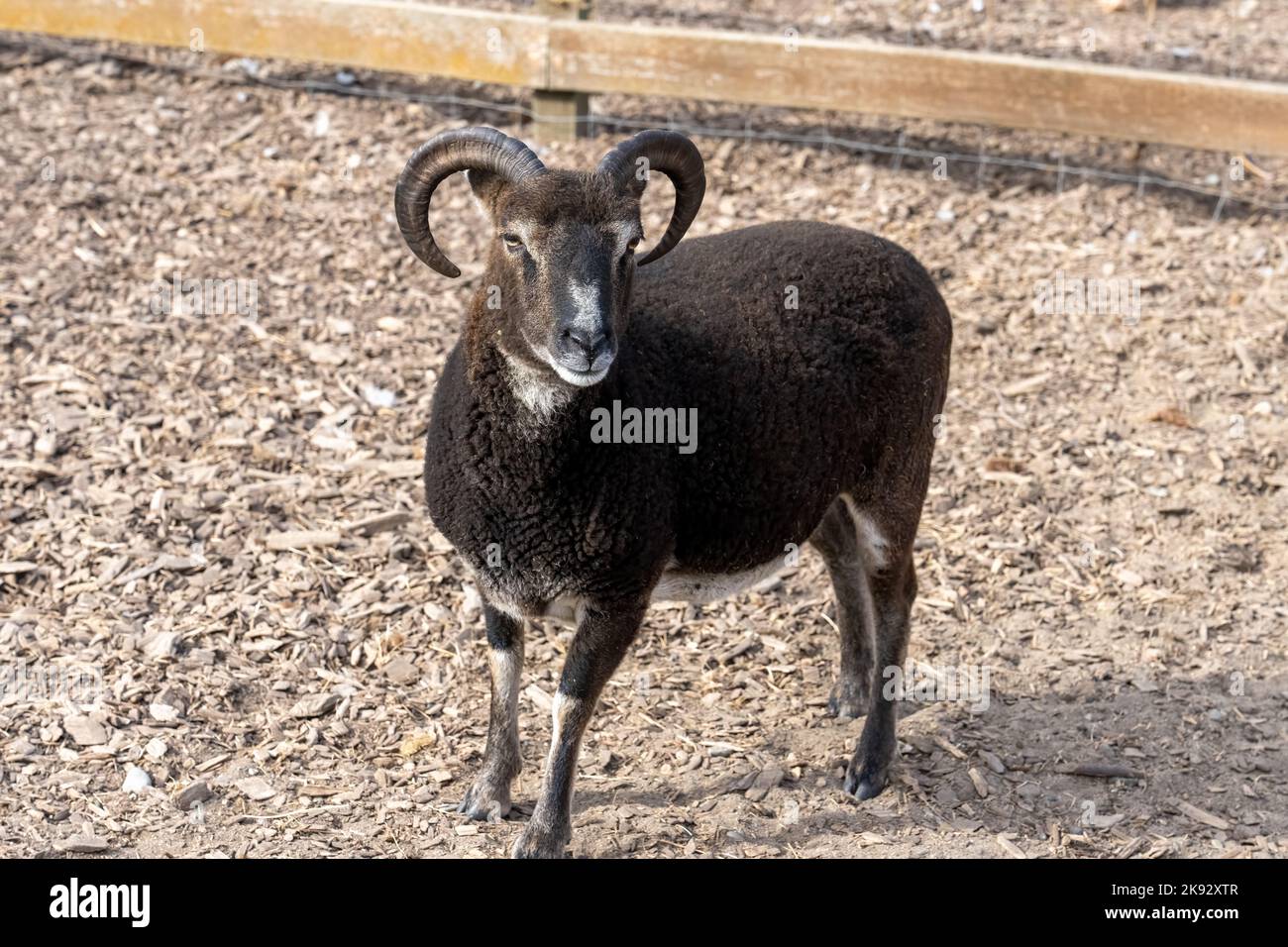 Port Townsend, Washington, USA. British Soay sheep portrait Stock Photo ...