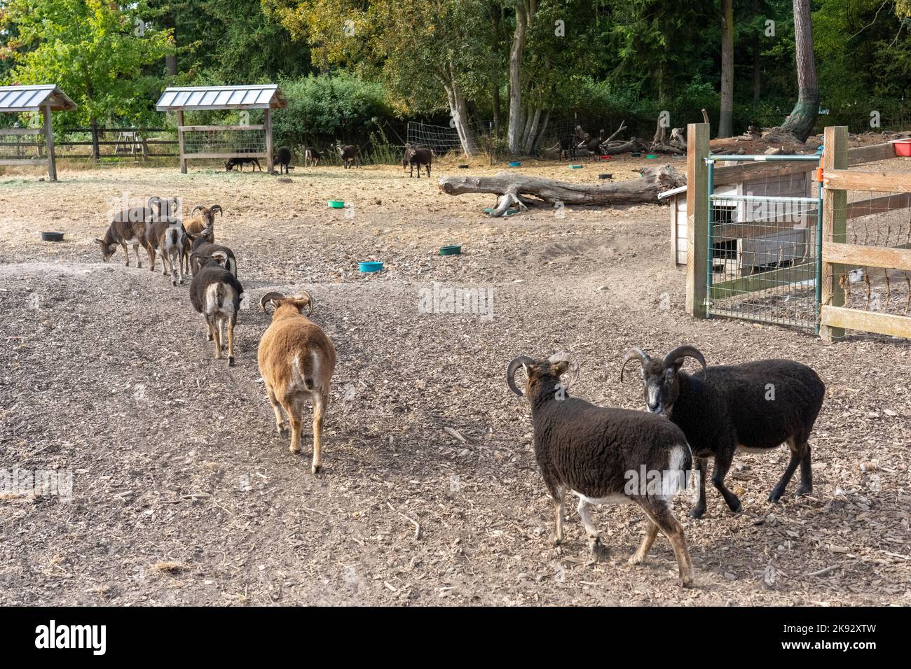 Port Townsend, Washington, USA. Flock of British Soay sheep in a single ...