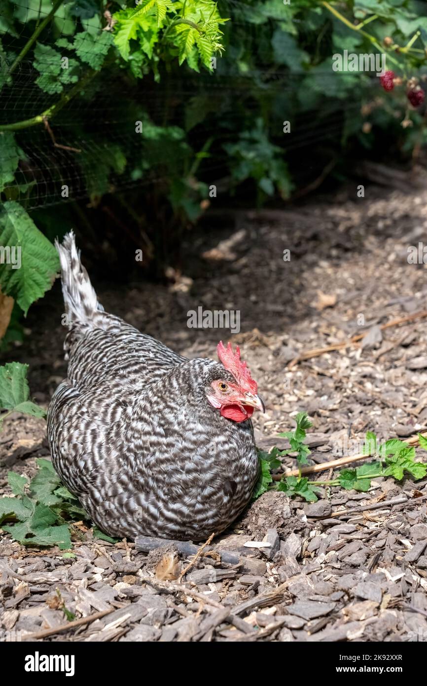 Port Townsend, Washington, USA. Free-ranging Plymouth Barred Rock hen ...