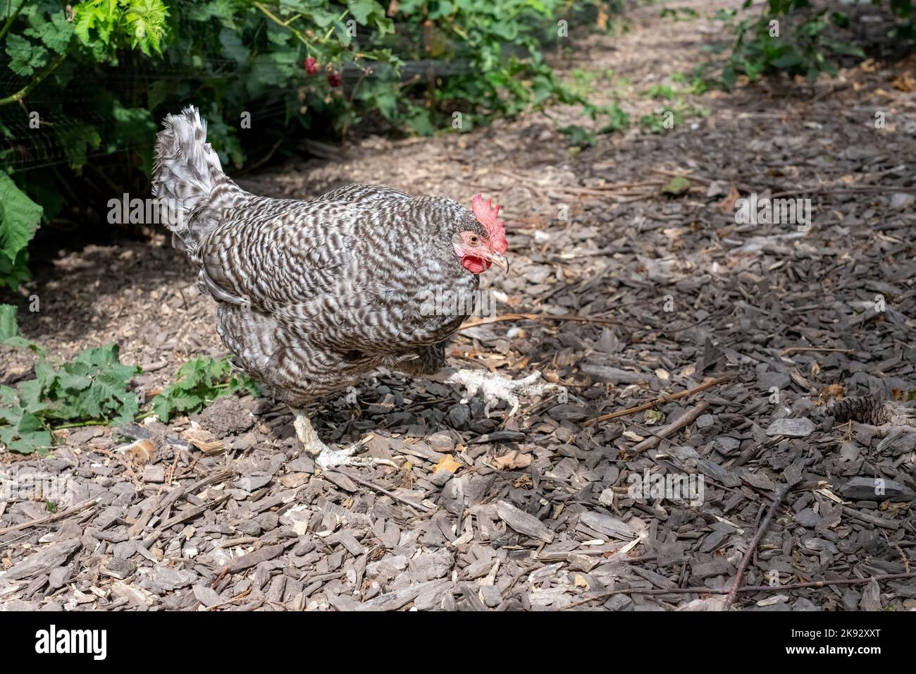 Port Townsend, Washington, USA. Free-ranging Plymouth Barred Rock hen ...