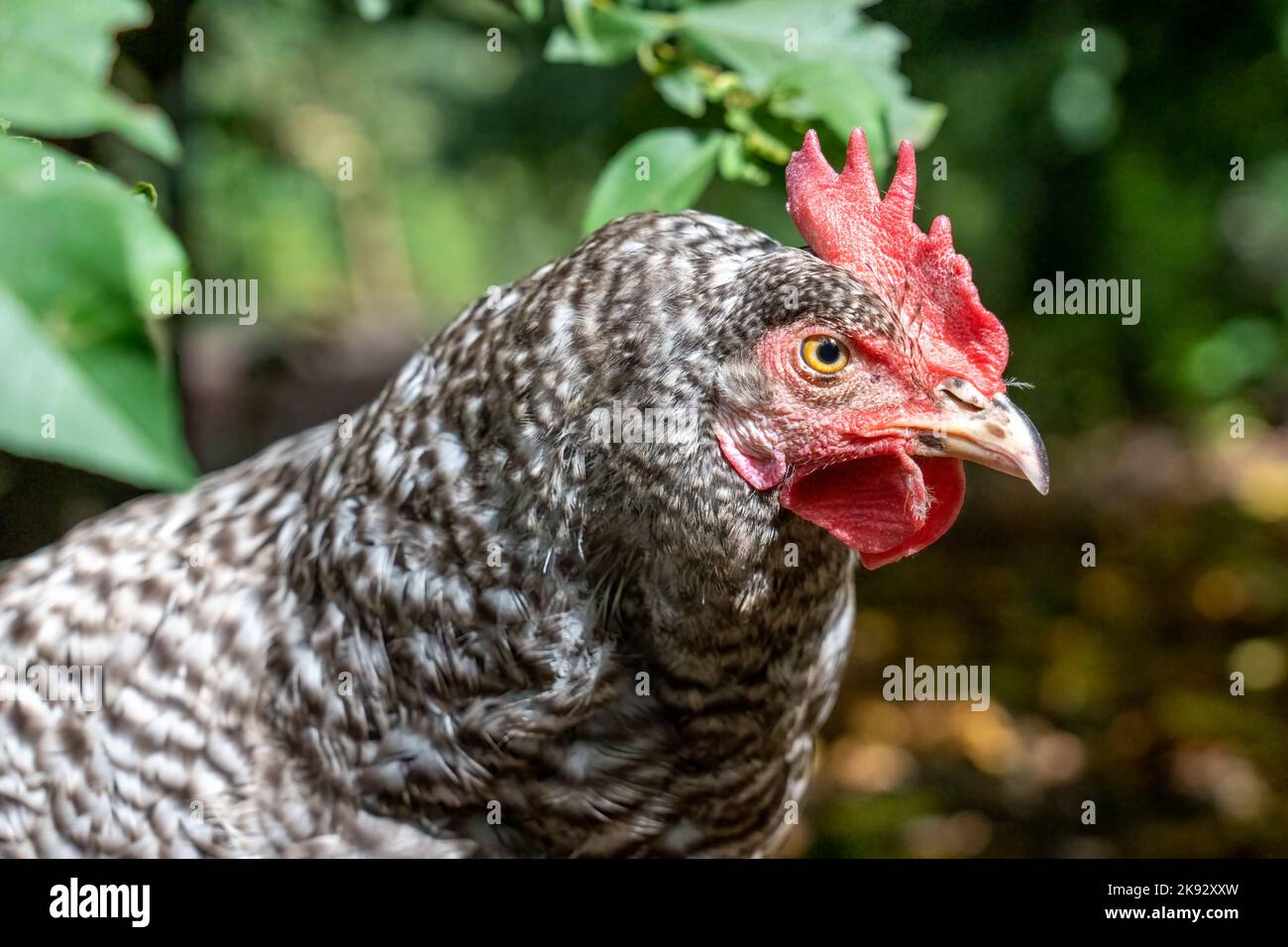 Port Townsend, Washington, USA. Close-up of a Free-ranging Plymouth ...