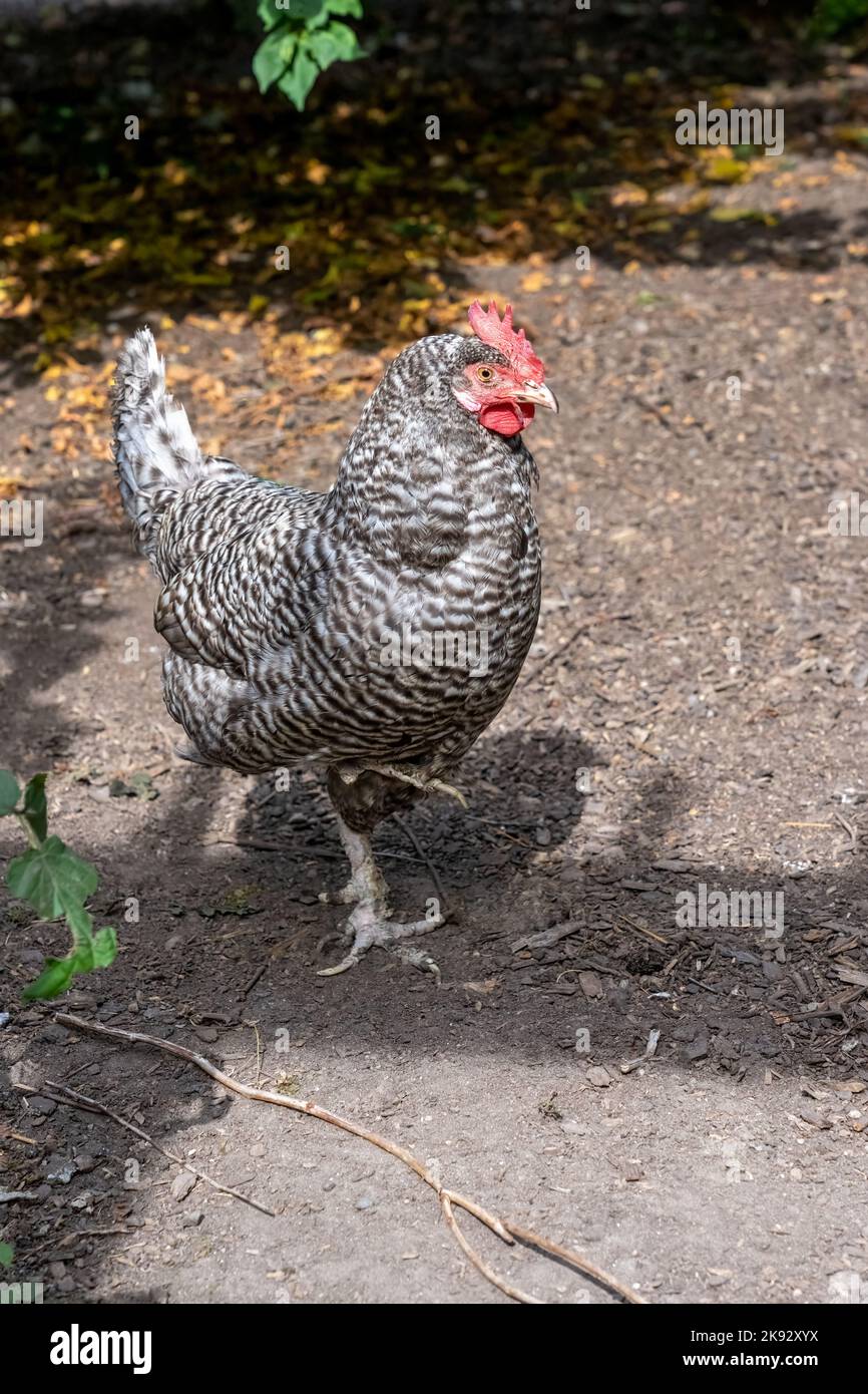 Port Townsend, Washington, USA. Free-ranging Plymouth Barred Rock hen ...