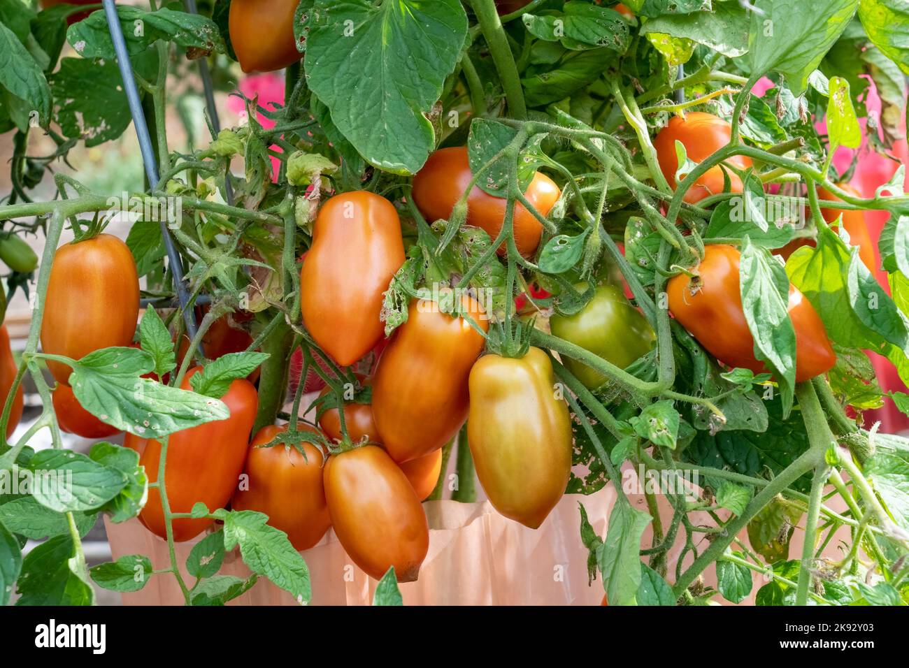 Variedades De Tomatoes Grandes Rome Roma Tomatoes Growing Hi Res Stock