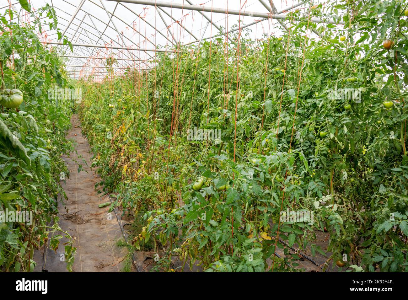 Port Townsend, Washington, USA. Green Zebra tomatoes growing on string ...