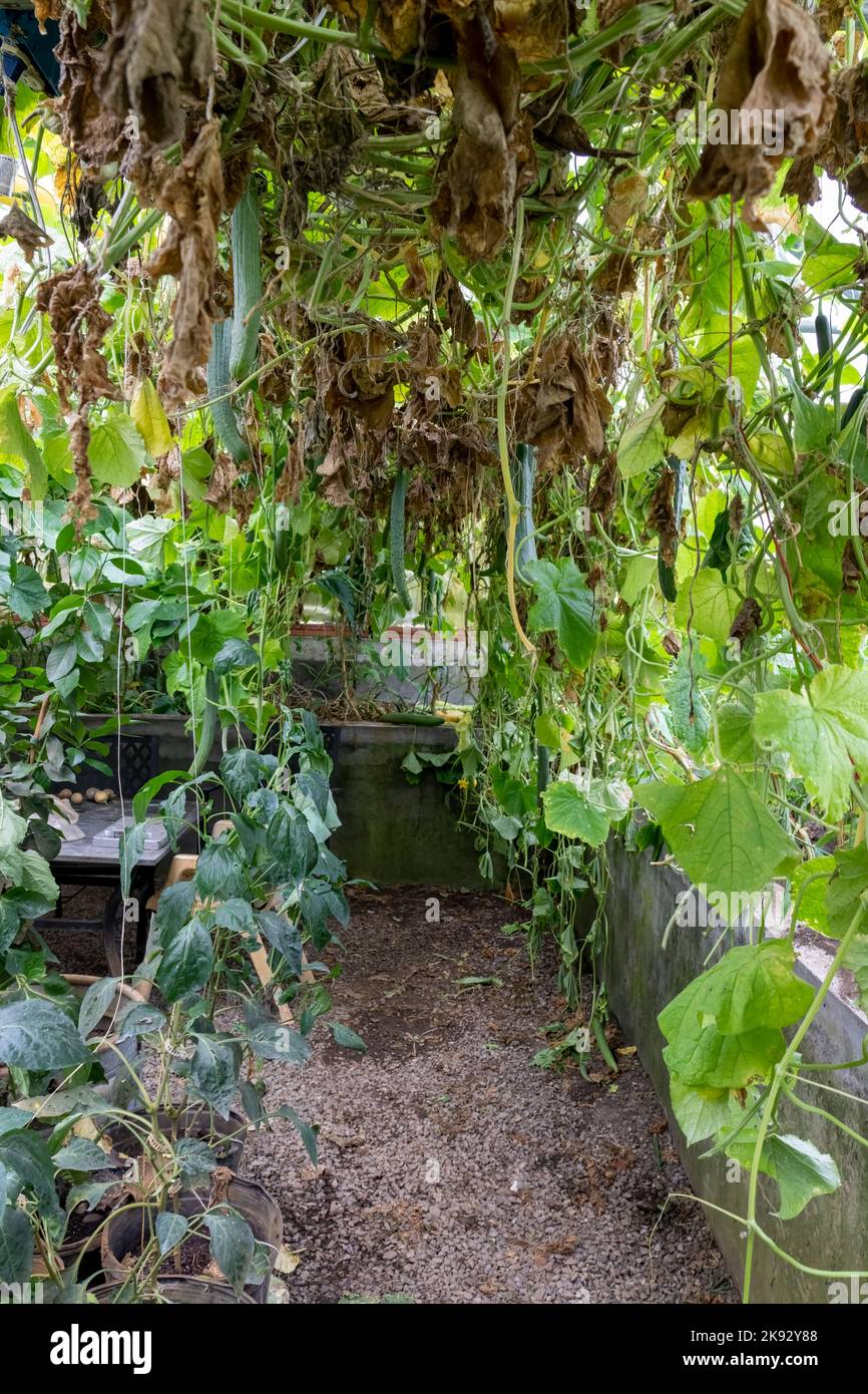 Port Townsend, Washington, USA. English cucumbers growing in a ...