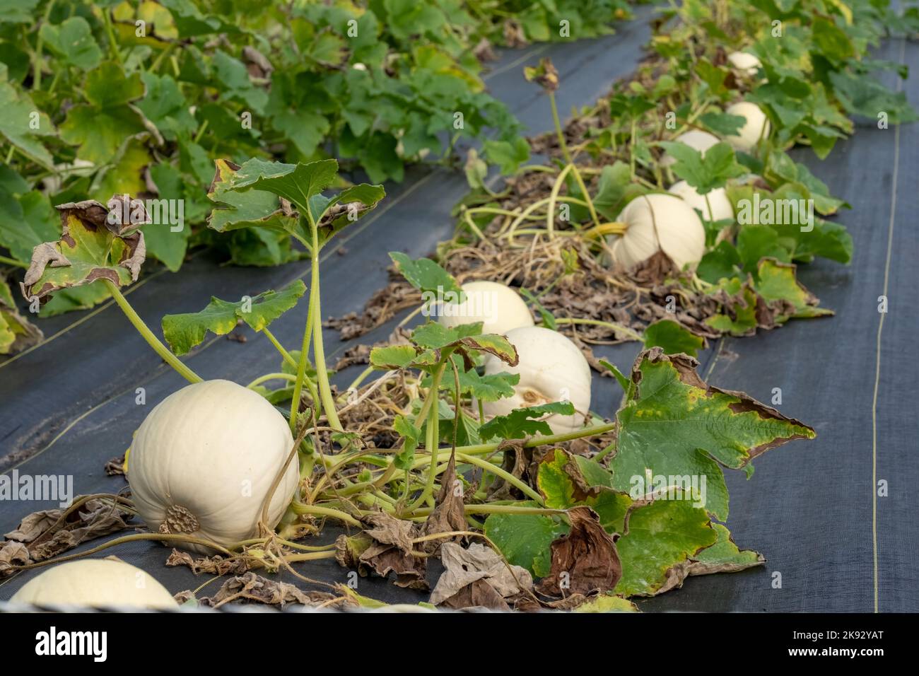 Port Townsend, Washington, USA. White pumpkin vines growing over black ...