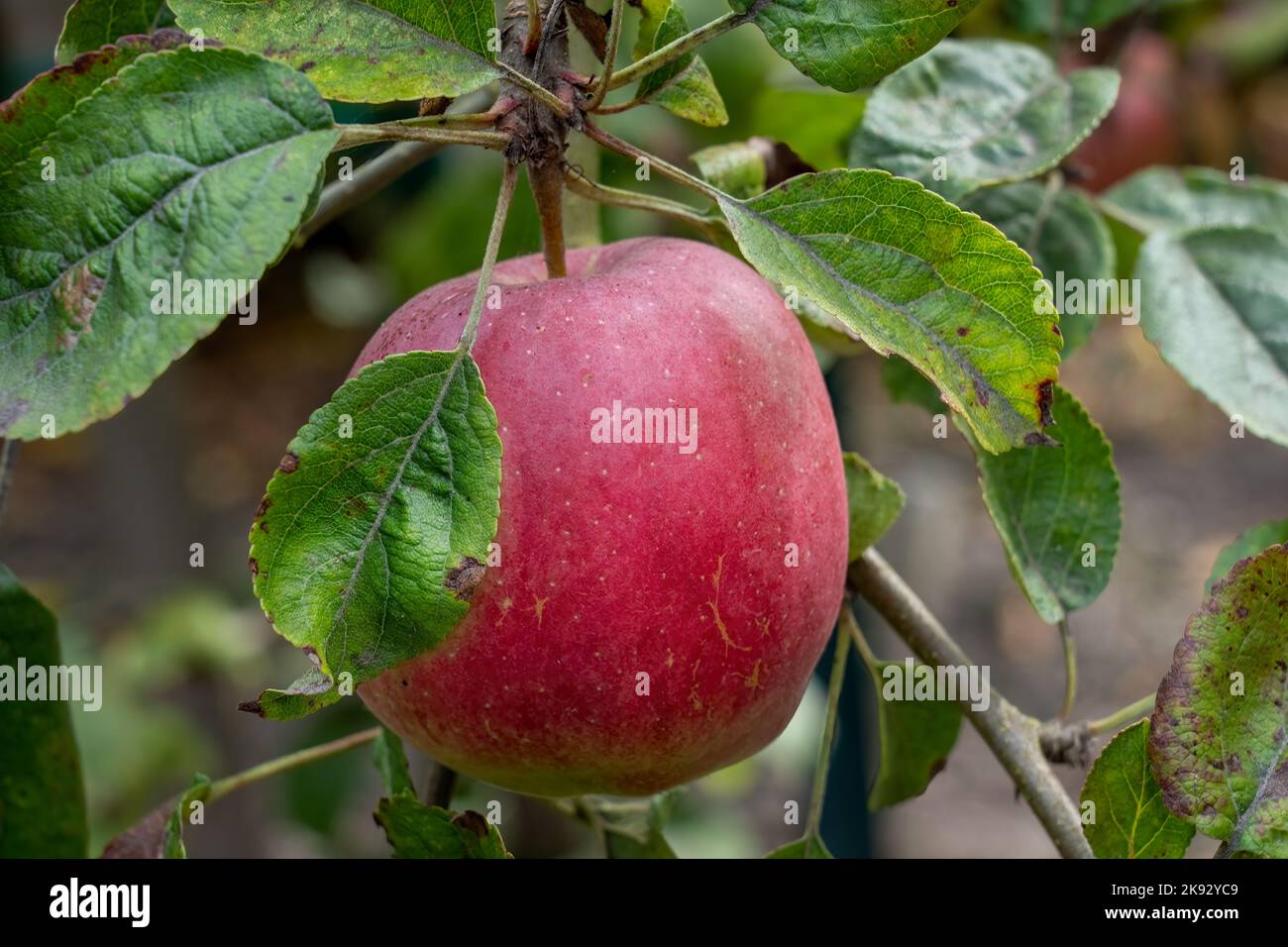 Port Townsend, Washington, USA. Close-up of a Dwarf Cosmic Crisp Apple ...